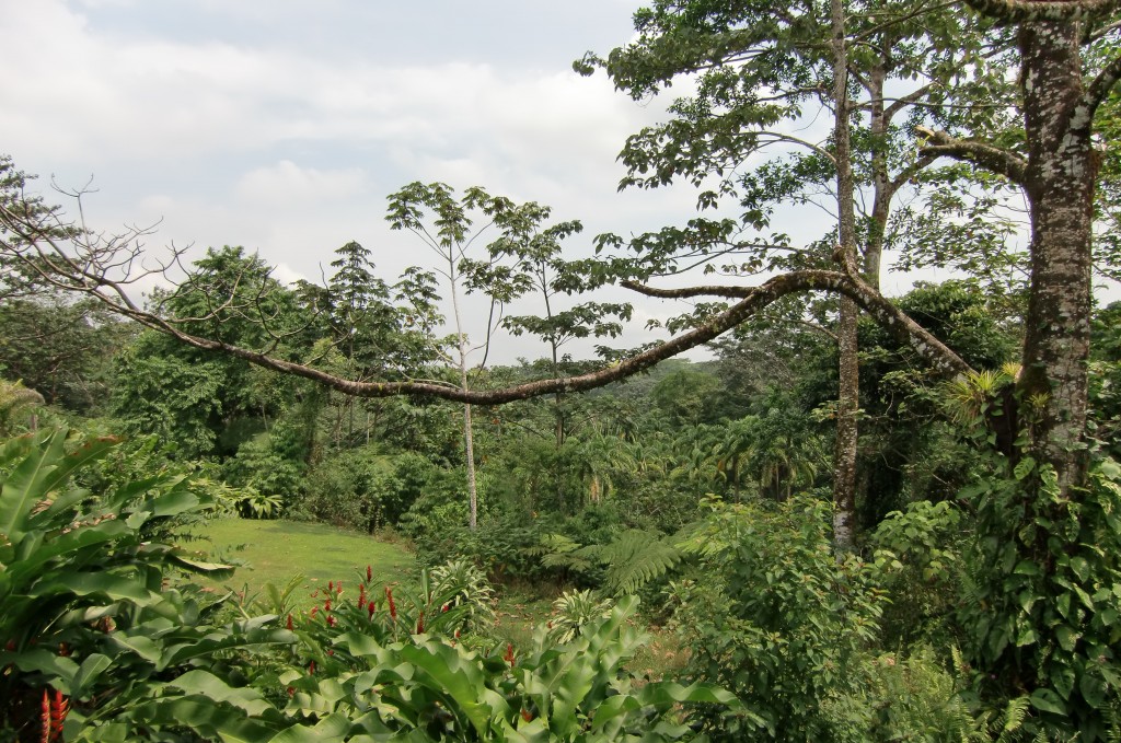 Centro Neotrópico Sarapiquís - Rolfs Blog